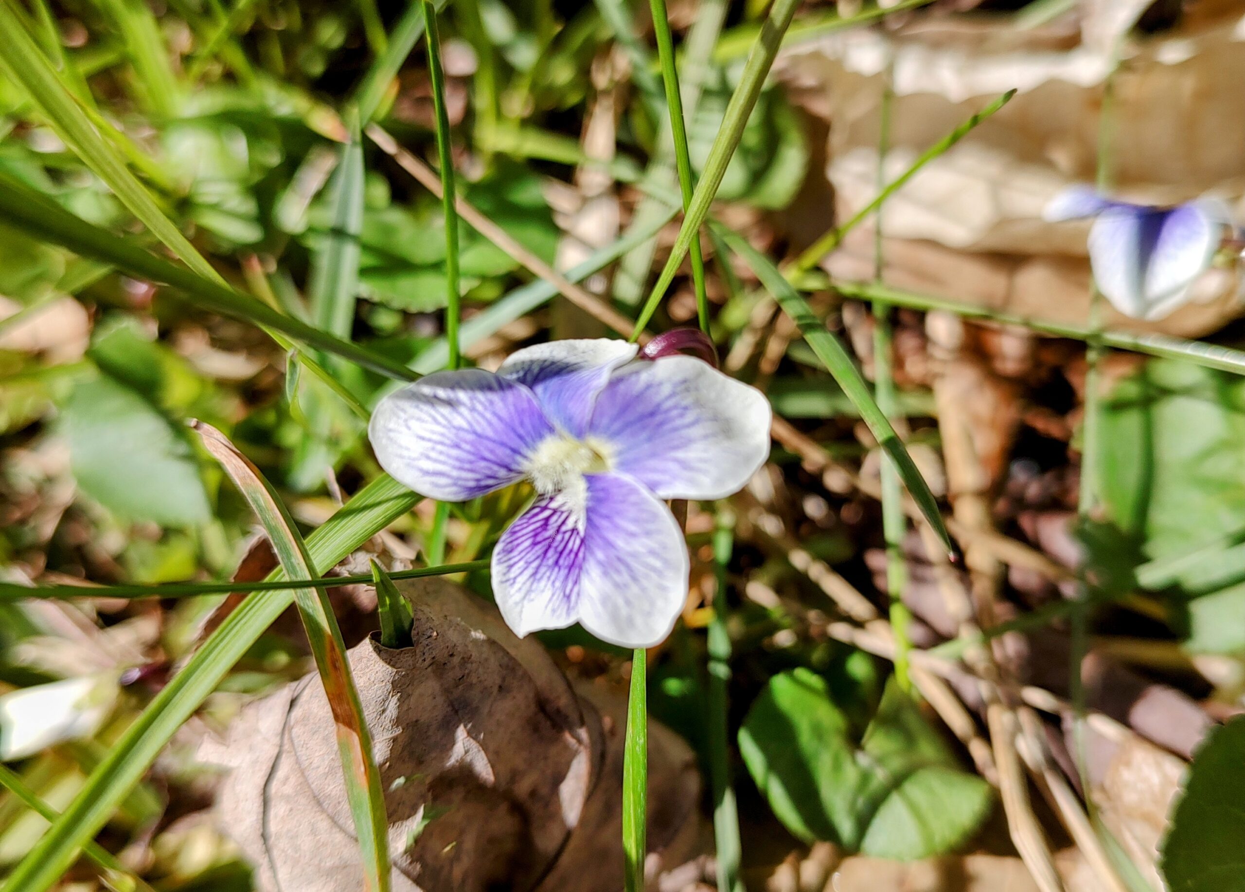 A Delightful Encounter with Spring Wildflowers - Marsh Hollow
